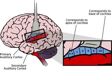 Auditory Cortex Frequency Map Clipart Full Size Clipart 5343701