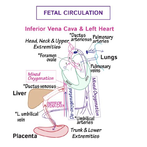 Fetal Ductus Venosus