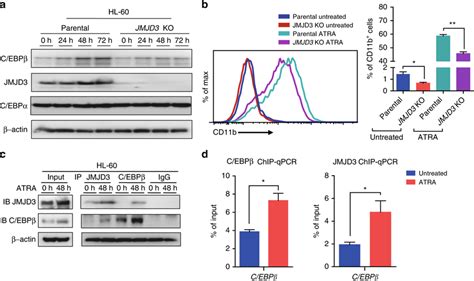 C Ebpβ Jmjd3 Induction Participates In Atra Induced Myeloid Download Scientific Diagram