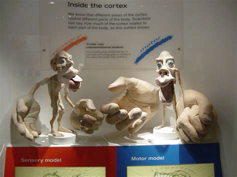 Sensory And Motor Homunculi Motor Homunculus Кора больших полушарий