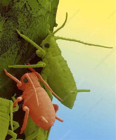 Rose Aphids Sem Stock Image C052 8063 Science Photo Library