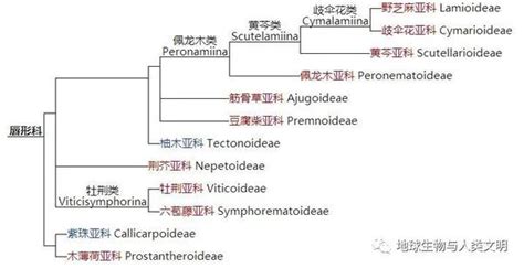 植物界全系列唇形目唇形科上形态特征 知乎