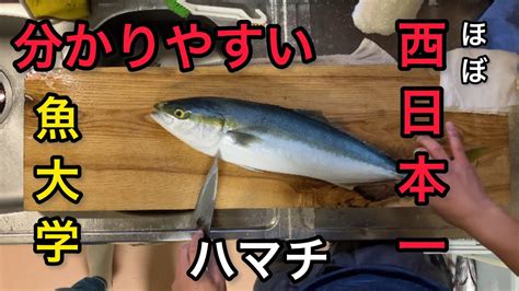 ハマチの捌き方さかな歴10年の男が包丁で語る 捌き方 魚捌き ハマチ YouTube
