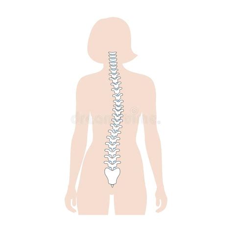 脊柱侧凸平面矢量图插图 向量例证 插画 包括有 女主持人 例证 腰部 绘制 骨头的 正确 女孩 183484811