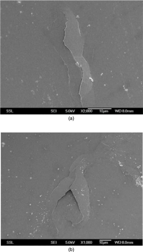 Sem Micrographs Of Buckling Cracks Download Scientific Diagram