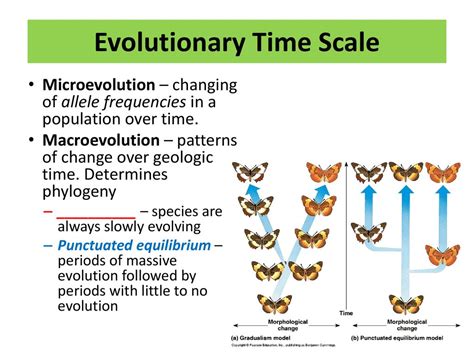 Agenda Hardy Weinberg Lab Hardy Weinberg Quiz Speciation Notes Ppt Download