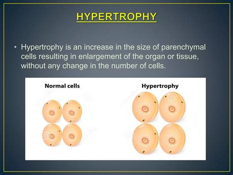 Cellular Adaptations Pptx