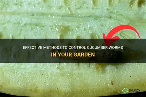 Effective Methods To Control Cucumber Worms In Your Garden Shuncy