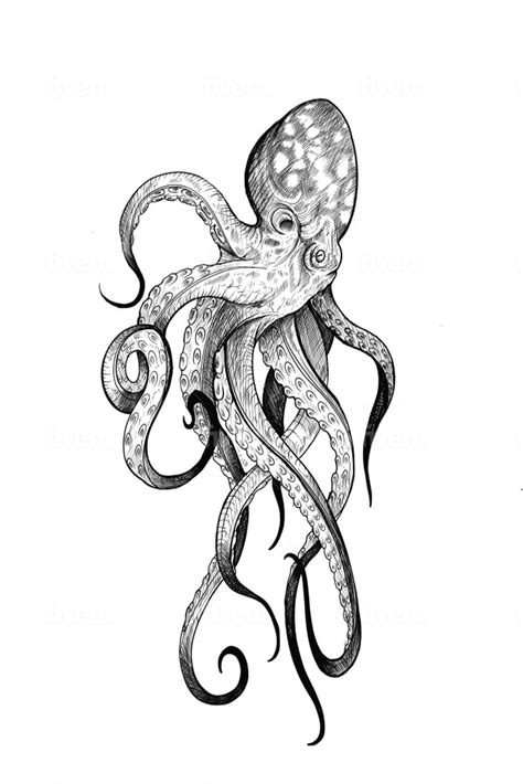 19 Octopus Ideas Octopus Tattoo Design Octopus Tattoos Octopus Tattoo