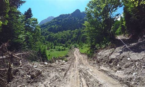 Поранешниот директор на ЈП “Македонски шуми“ од Тетово со кривична пријава Шумарите