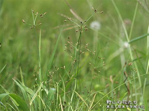 テンツキ 野山の花たち 東北と関東甲信越の花