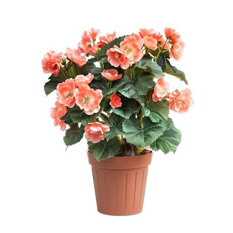 Cutoutpottedflowerbegoniasemperflorensplant Archviz Psd Premium