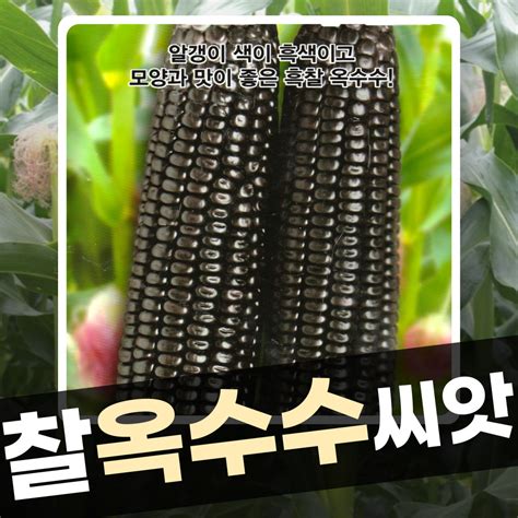 옥수수 파종시기 옥수수 종자 종류 씨앗 백찰옥수수 흑찰옥수수 얼룩찰옥수수 적찰수수 네이버 블로그