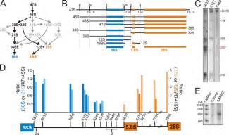 Mapping The Cleavages In Human Its1 A Alternative Processing