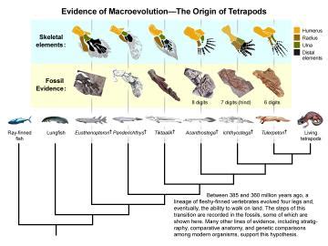 Transitional Fossils Are Not Rare National Center For Science Education