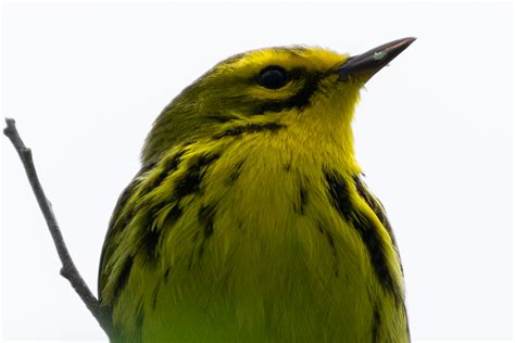 Jonathan Strassfeld Photography