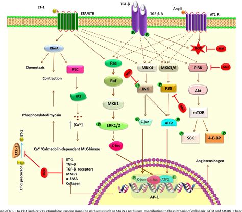 Figure 3 From Idiopathic Pulmonary Fibrosis Ipf Signaling Pathways And Protective Roles Of