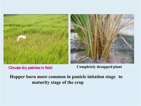 Insect Pests Of Paddy Pptx