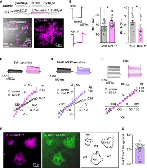 Astrocyte Kir4 1 Expression Level Territorially Controls Excitatory