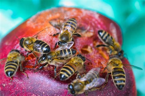 Bees Nectar Bee Free Photo On Pixabay Pixabay