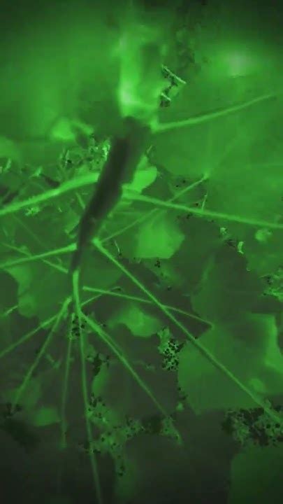 viral jaishreeram haha gaming jayveeru python song thar youtube