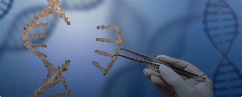 基因编辑 基因敲除细胞株构建