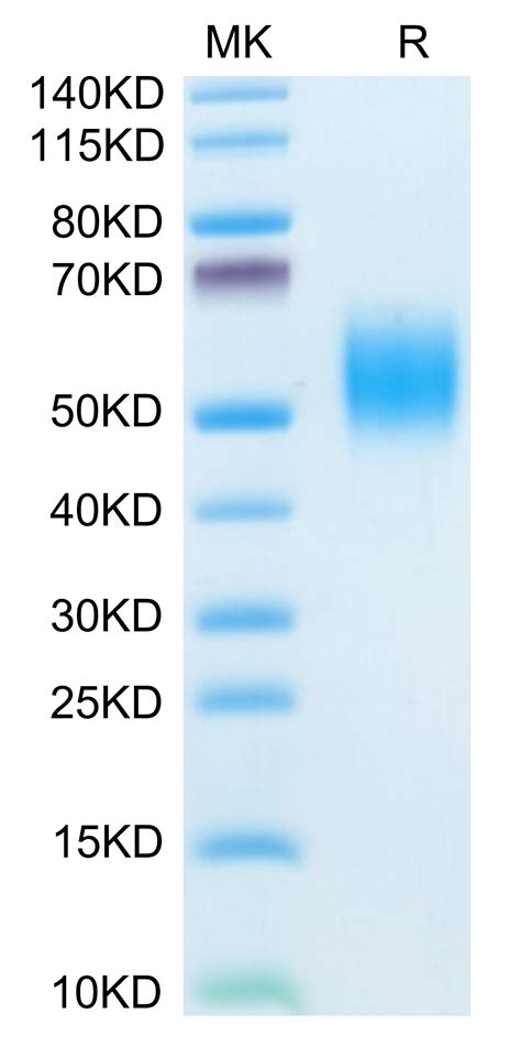 Mouse Fgfr2 Beta Iiib Protein Recombinant Reprokine