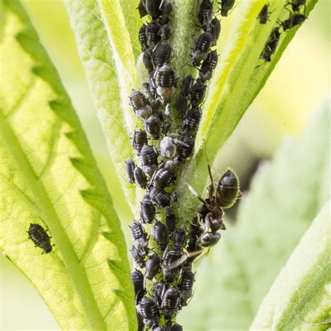Szkodniki Roślin Doniczkowych 5 Najpopularniejszych Szkodników