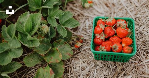 빨간 플라스틱 바구니에 빨간 딸기 사진 Unsplash의 무료 딸기 이미지