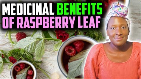 Grow And Use Raspberry Leaf For Medicinal Benefits