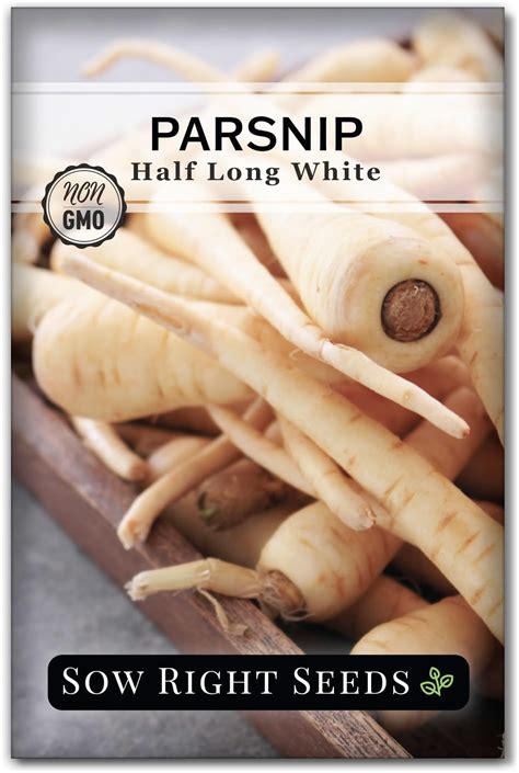 Amazon Com Sow Right Seeds Half Long White Parsnip Seeds For Planting Non GMO Heirloom