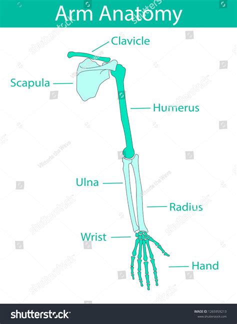 Vector Illustration Human Arm Skeletal Anatomy Stock Vector Royalty