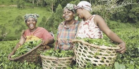 Sandra Phiri On Linkedin Empowering Women In Agriculture You Empower That Young African Woman…
