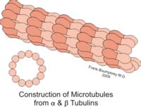 Microfilaments Vs Microtubules Difference And Comparison Diffen