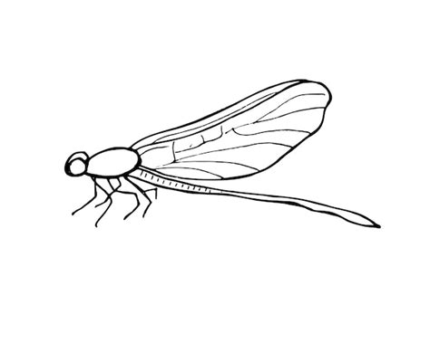 Quick Mayflies Drawing Images Free Download On Freepik