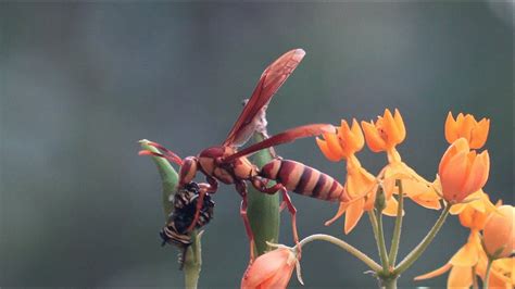 Executioner Wasp