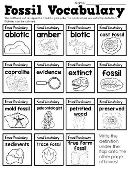 FOSSILS Science Unit For Intermediate Babes By Smart Chick TpT