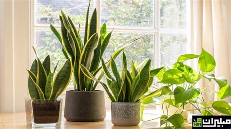 بهترین گیاهان برای محیط‌ اداری کدامند؟ مجله اینترنتی مبلیران