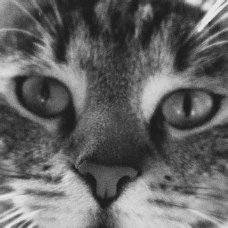 Twinkle Twinkle Im In Pain Free Sheet Music By Stock Images For Piano Keyboard Noteflight