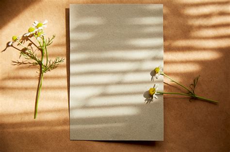 트렌디 한 하드 섀도우와 여름 야생화 카모마일이있는 문구 카드 모형 로맨틱 결혼식 생일 초대장 어머니의 날 모의 카드 개념