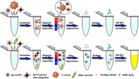 Recent Trends And Advances In Design Of Rapid Tests For Colorimetric Detection Of Staphylococcus