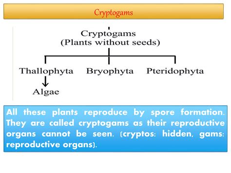 Classification Of Plant Pptx