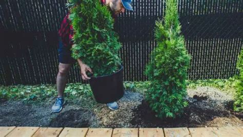 How To Propagate Cypress And Thuja A Gardeners Guide The Beginners Garden