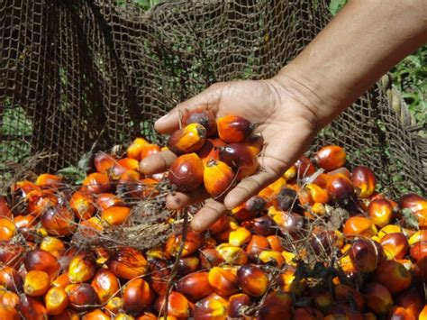 Improving Womens Access To Cash Crop Income In Papua New Guinea