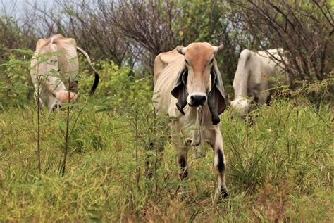 Bos Taurus Domestic Cattle — Coke Smith Wildlife