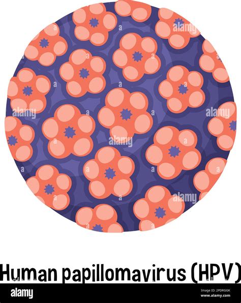 Human Papillomavirus Hpv With Text Illustration Stock Vector Image And Art Alamy