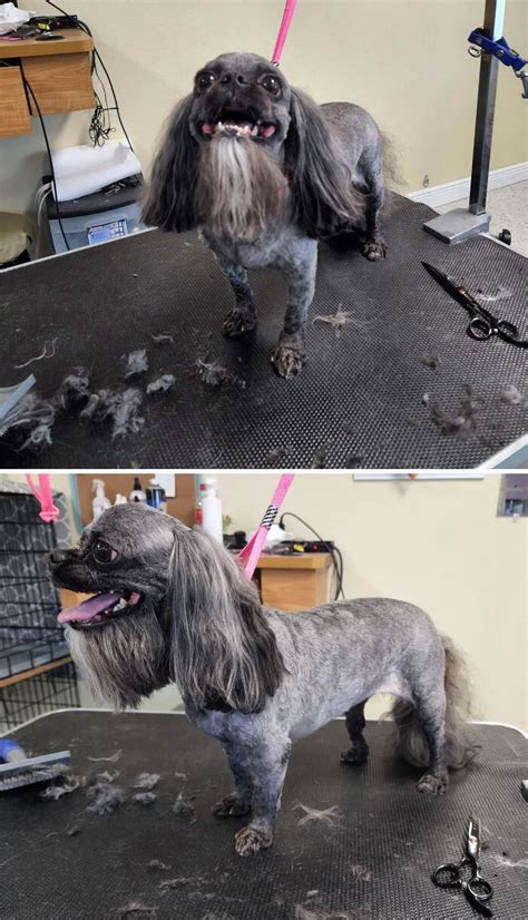 50 Pet Haircuts That For Better Or Worse Completely Transformed Their