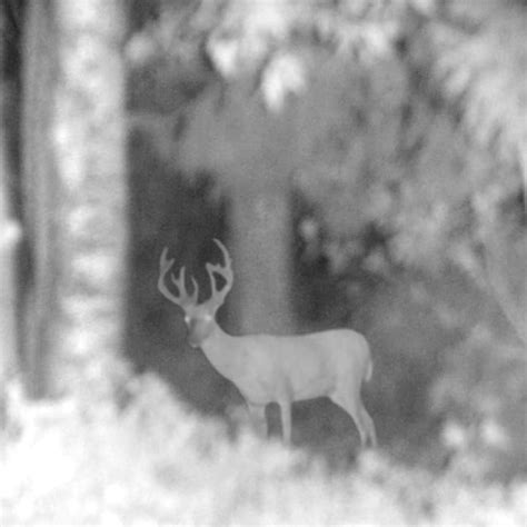 Trekker Nattkikkert Kikkert Premium Elkjøp