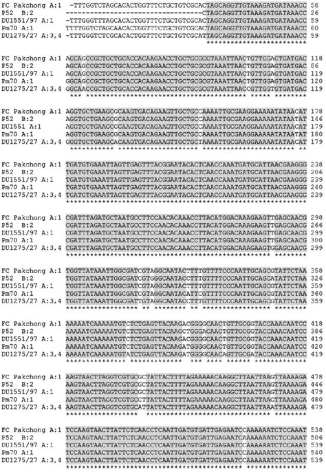 Nucleotide Sequence Alignment Of The Plpb Gene From 5 Strains Of P Download Scientific Diagram