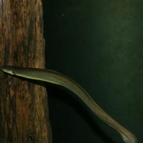 American Eel Facts Diet Habitat And Pictures On Animaliabio
